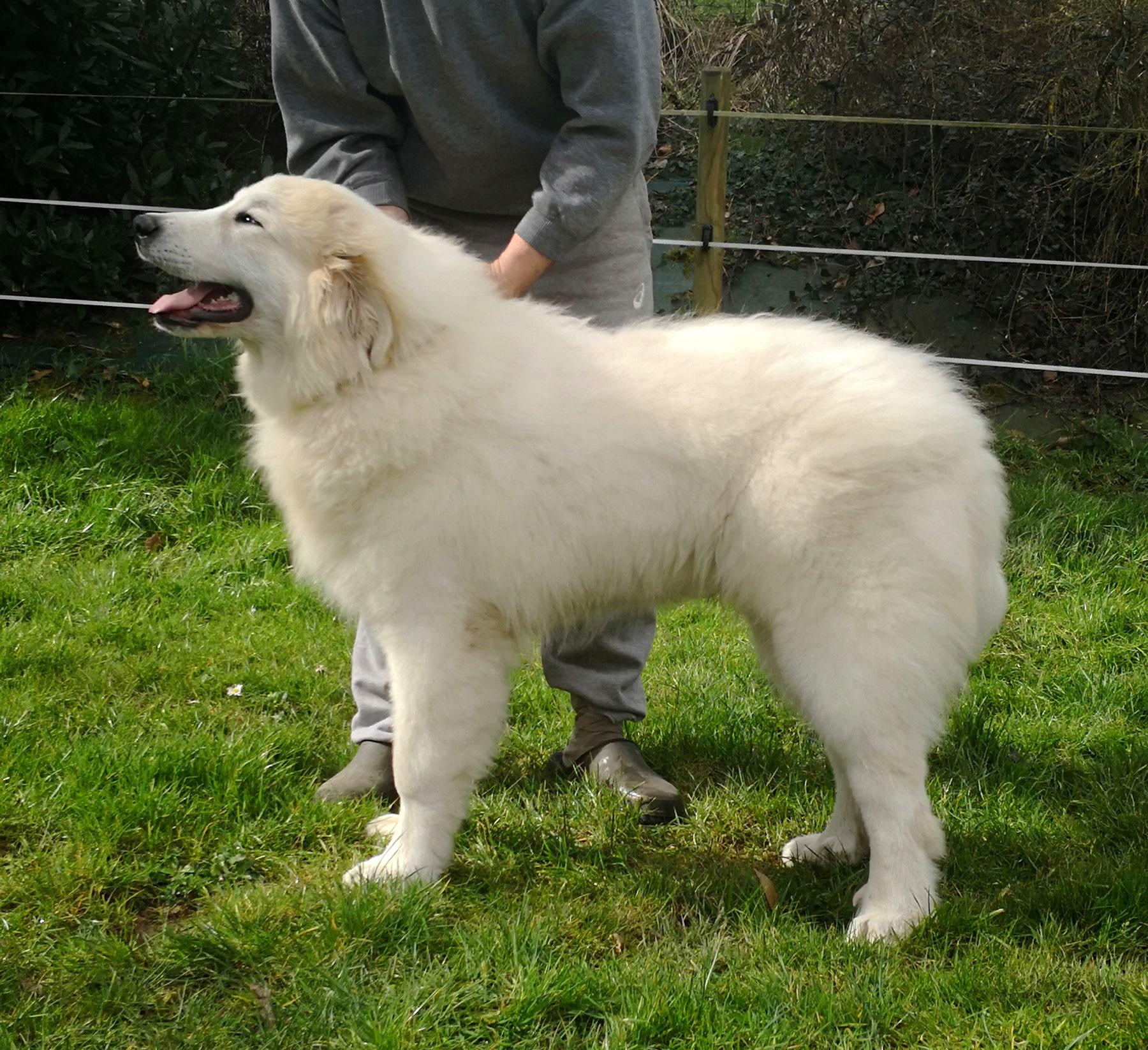 Montagne des Pyrénées | élevage chien Patou, vente chiots