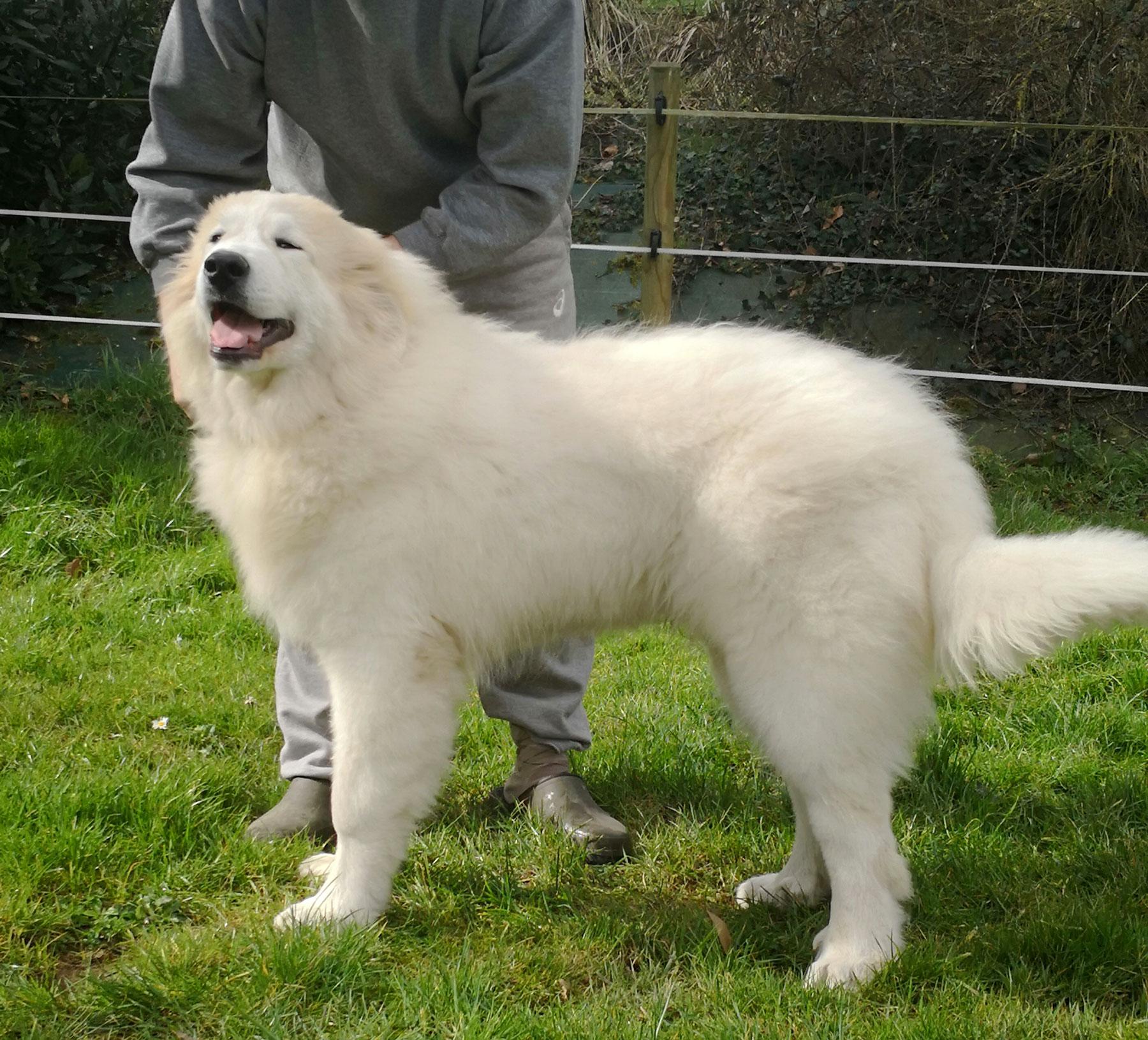 Montagne des Pyrénées | élevage chien Patou, vente chiots