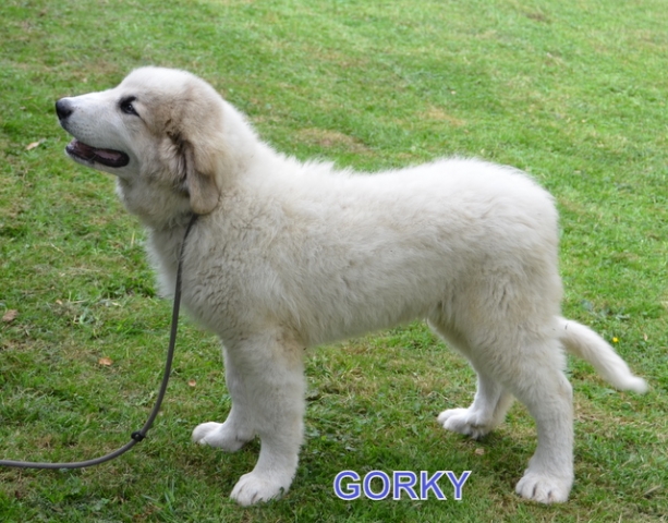Dog Pyrenean Mountain Dog Hluca de la Belletière